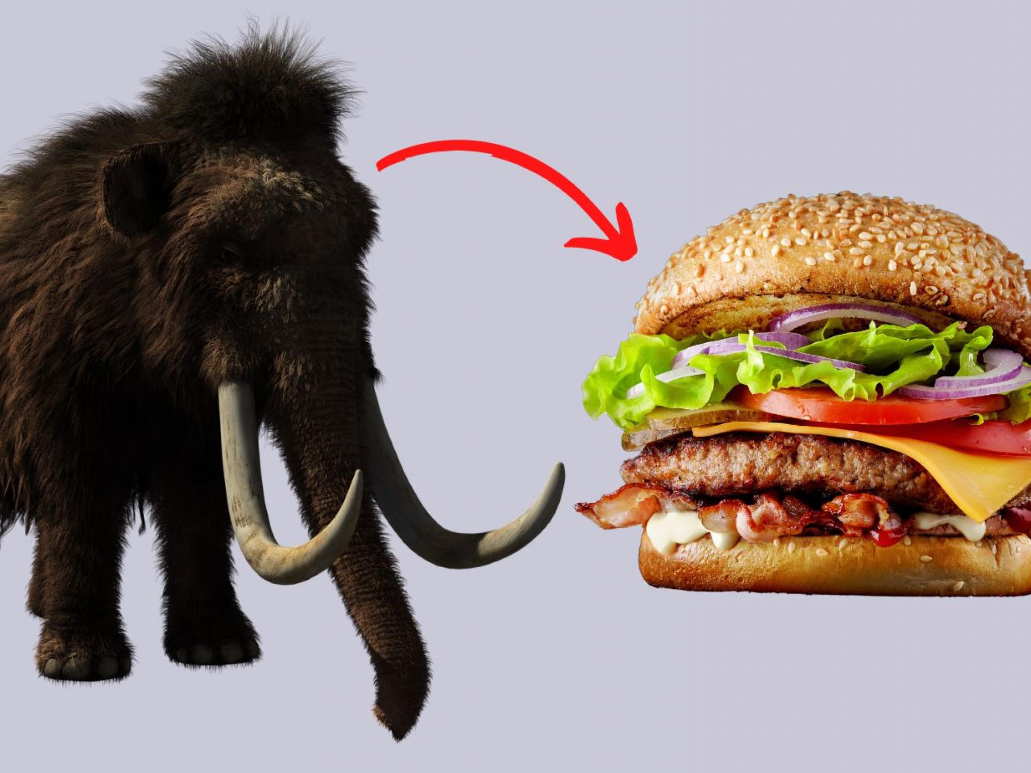 Would You Eat Woolly Mammoth Meat? You Might Have The Chance Soon ...